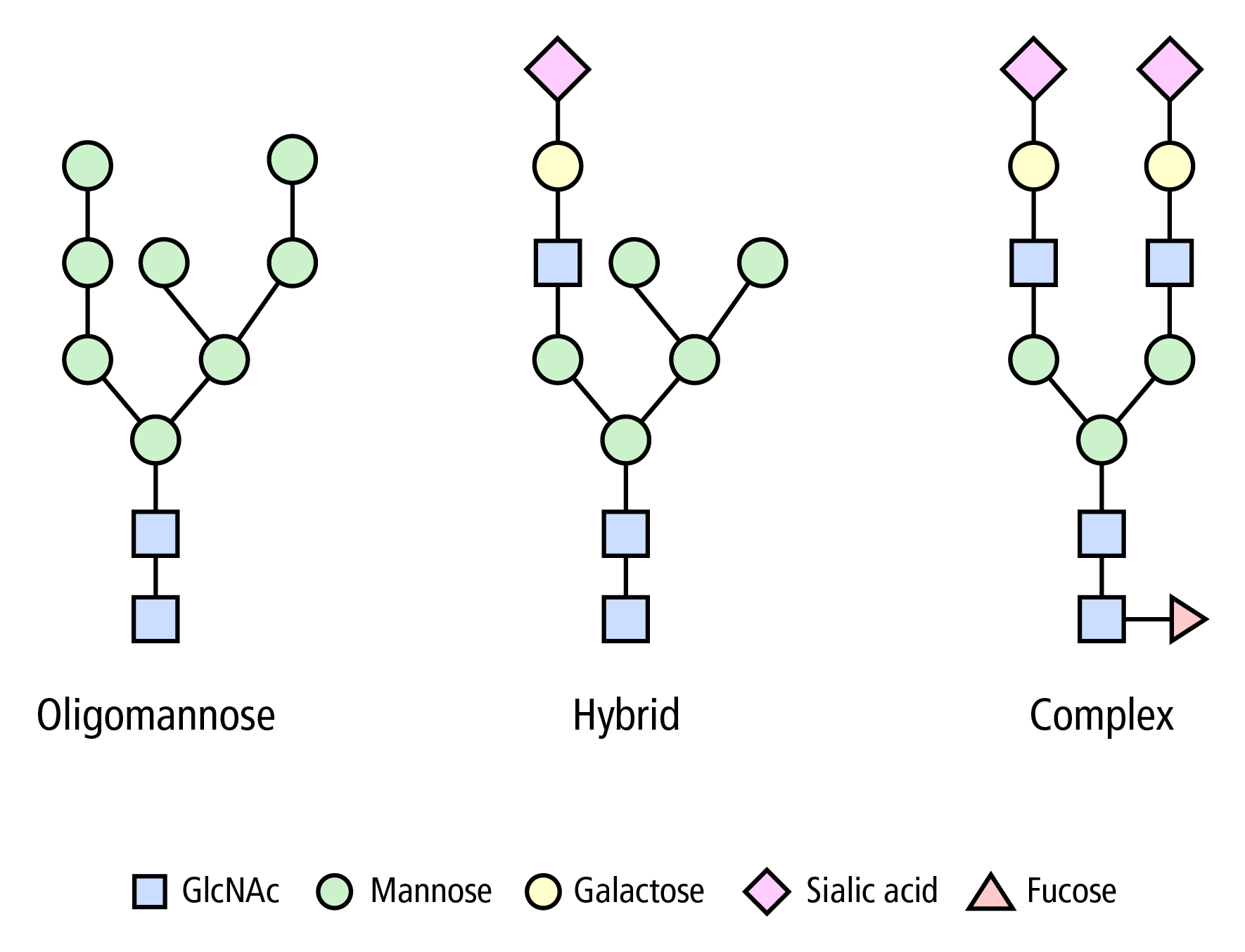 Glycan Analysis | SHIMADZU EUROPA